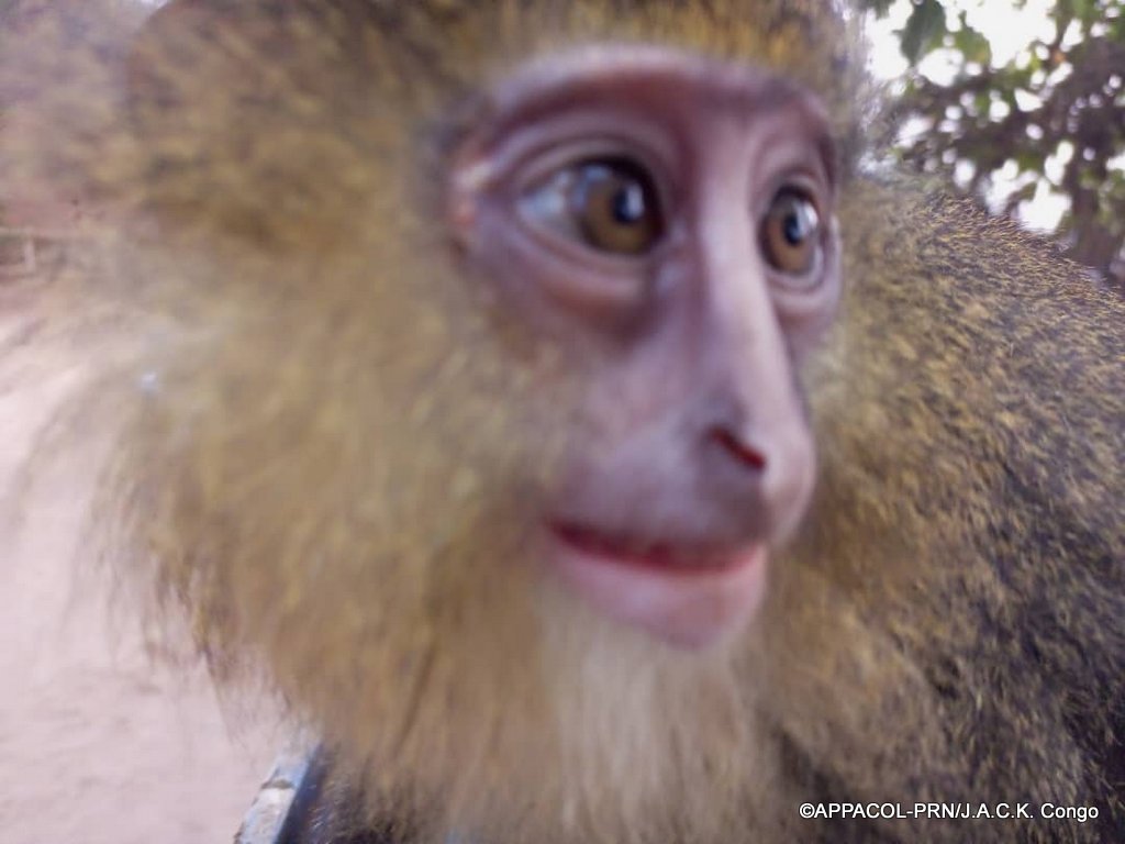 Un nouveau Lesula sauvé – J.A.C.K. – Jeunes Animaux Confisqués au Katanga